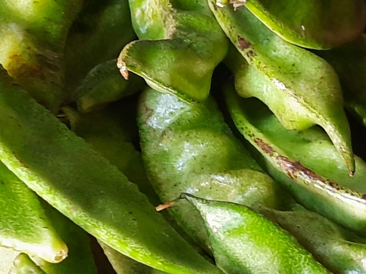 10 Health Benefits of Hyacinth Bean (Lablab purpureus)/Indian